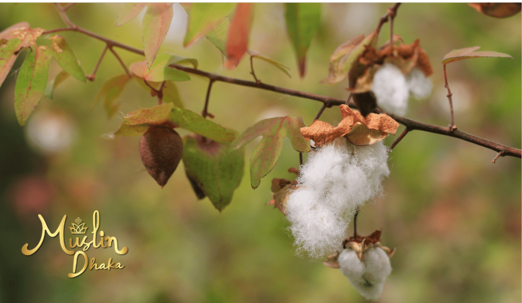 The Myth of Muslin: Epic Journey of Muslin in 2022 - Muslin Dhaka