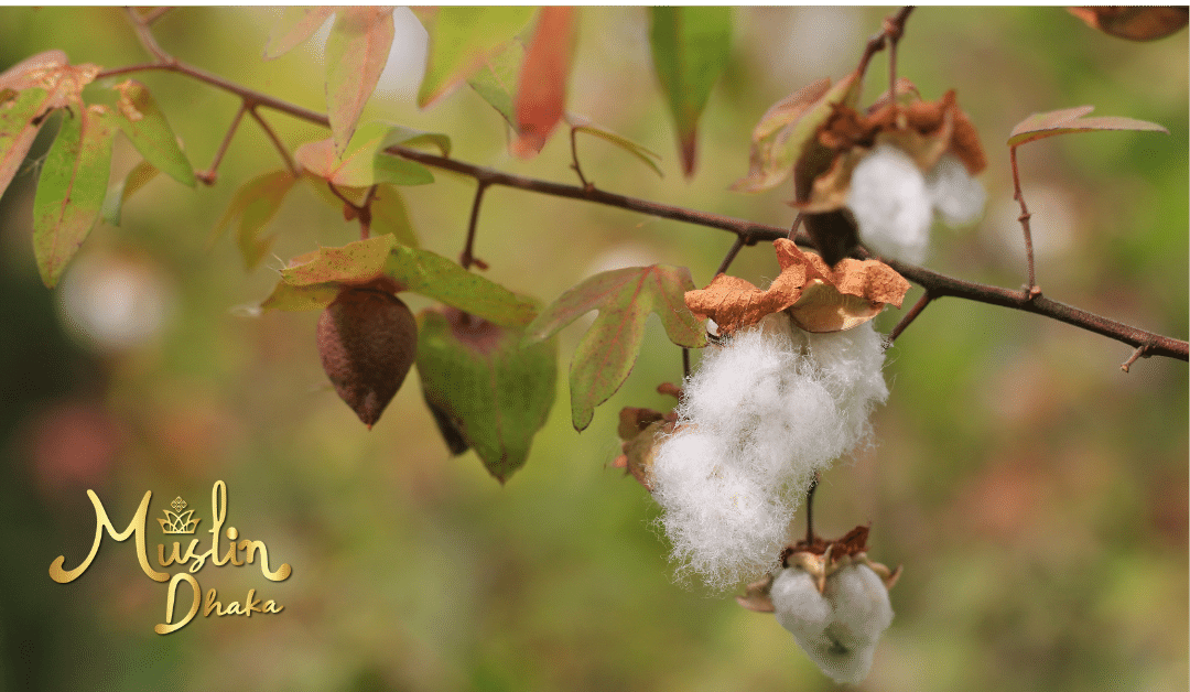 The Myth of Muslin: Epic Journey of Muslin in 2022 - Muslin Dhaka