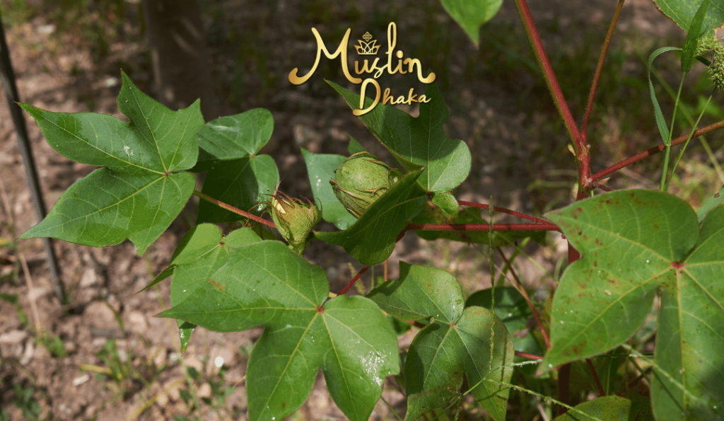 The Myth of Muslin: Epic Journey of Muslin in 2022 - Muslin Dhaka