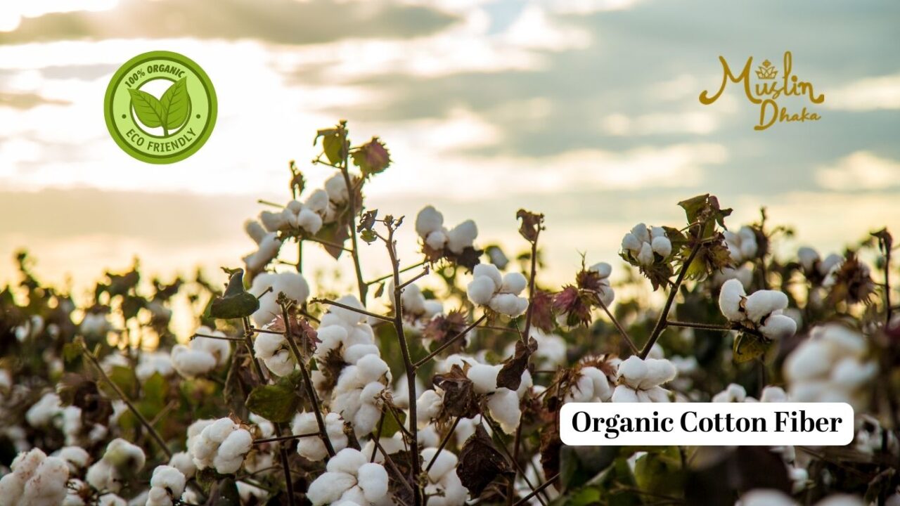Certified Organic Cotton Fiber : A complete guide in 2022 2026