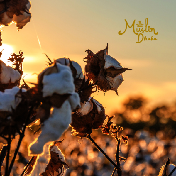 Certified Organic Cotton Fiber : A complete guide in 2022 2026