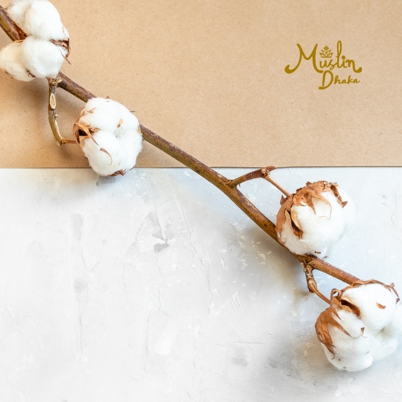 Elite Pima cotton : A complete guide 2023