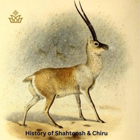 Shahtoosh: The Most Expensive Wool I Wish You Never Have 1!